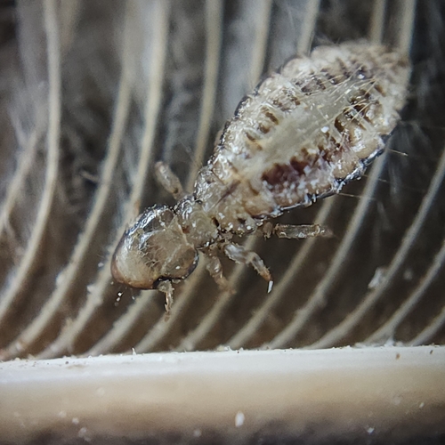 Piojo de la cabeza de las aves (Cuclotogaster heterographus)