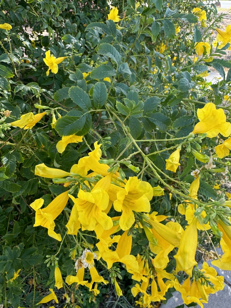 yellow trumpet flower from E Second St, Casa Grande, AZ, US on October ...