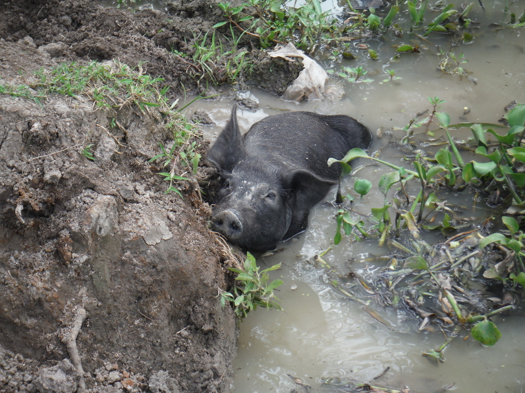 Domestic Pig from Sud Department, Haiti on July 10, 2019 at 02:00 PM by ...