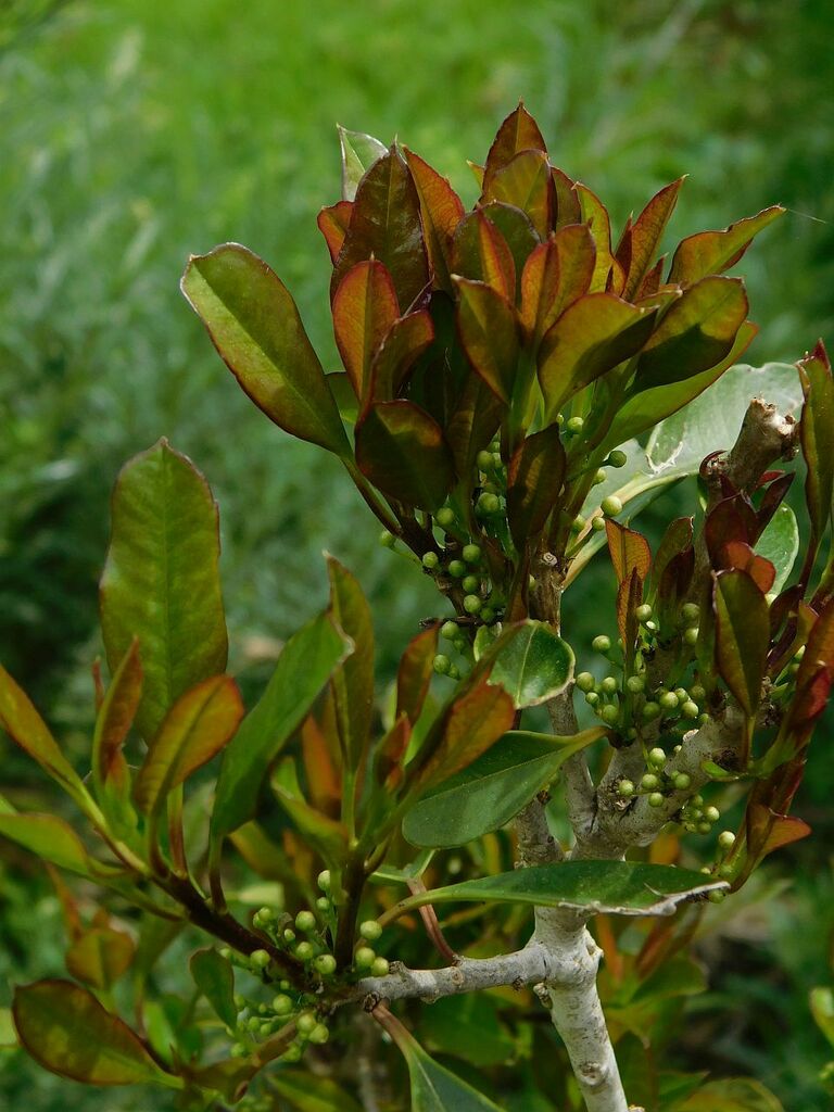 Cape Holly from Greyton, 7233, South Africa on October 26, 2024 at 01: ...