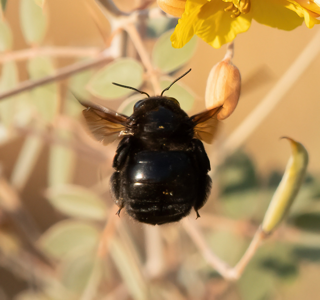 Valley Carpenter Bee from Riparian Preserve at Water Ranch, 2757 E ...