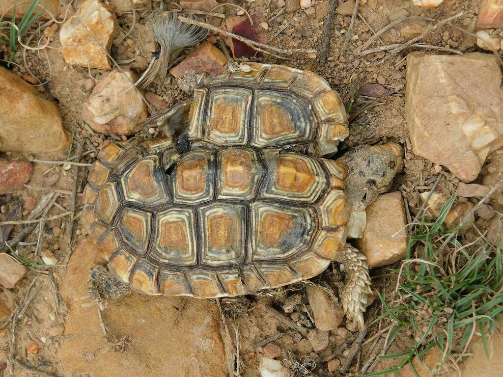 Parrot-beaked Tortoise from Loerkop Greyton, 7233, South Africa on ...