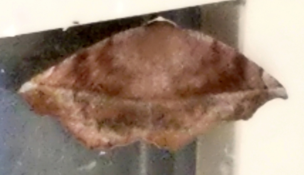 Curved-toothed Geometer Moth from Street, MD 21154, USA on July 10 ...