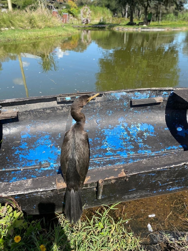 Neotropic Cormorant from Allende, N.L., MX on October 27, 2024 at 01:29 ...