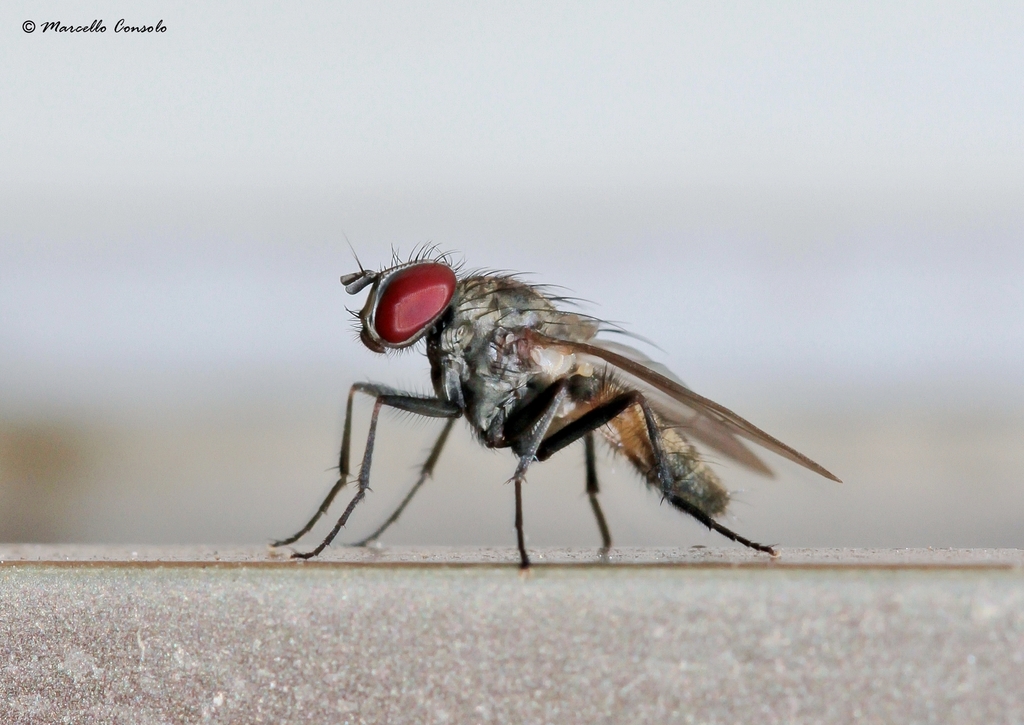 Lesser House Fly (Flora and Fauna of Hemet and San Jacinto, California ...