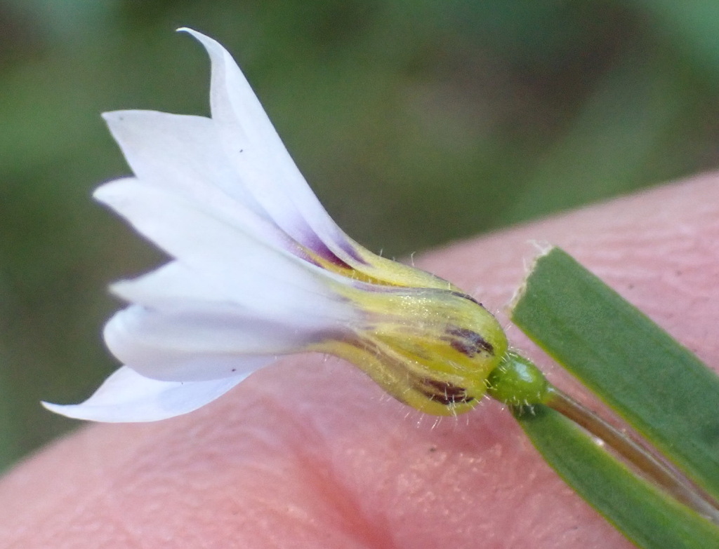 Blue Pigroot from Belvidere Plantation, Garden Route District ...