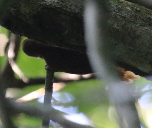 Coiba Spinetail (Cranioleuca dissita) · iNaturalist