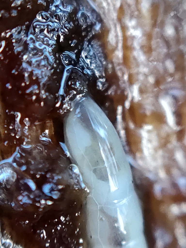Dark-winged Fungus Gnats from 22950 Trégueux, France on October 27 ...