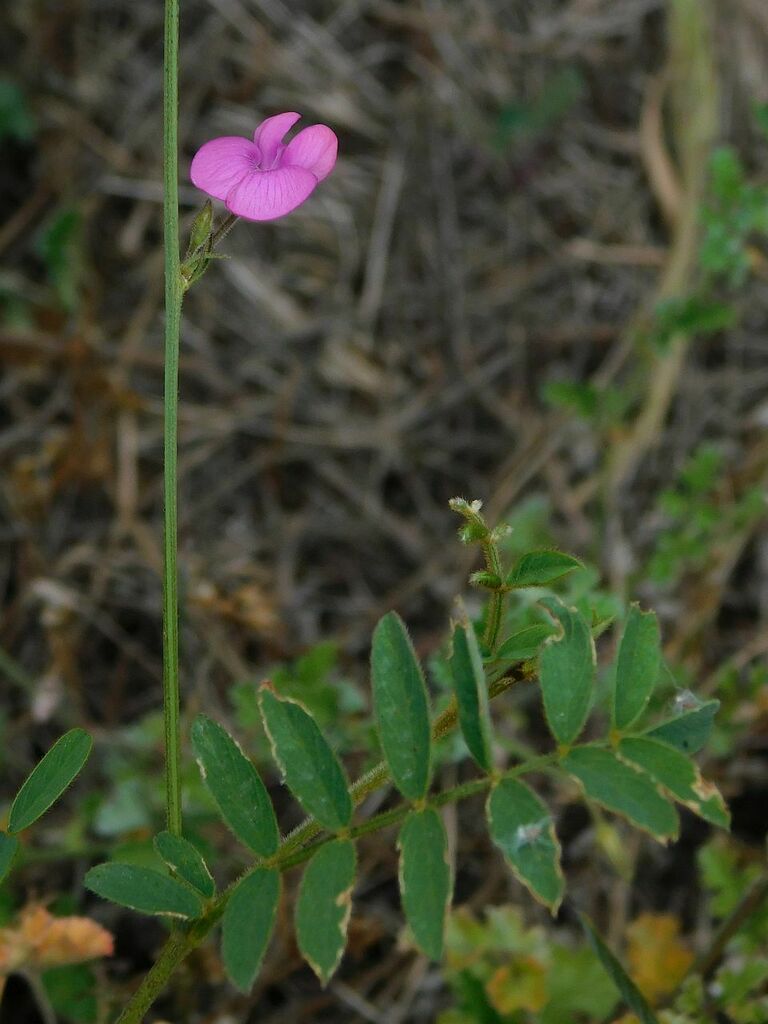 Cape Hoarypea from Loerkop Greyton, 7233, South Africa on October 27 ...