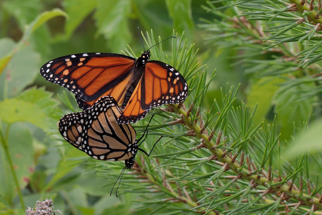 Monarch from Charlestown, RI, USA on July 06, 2019 at 02:11 PM by cyric ...