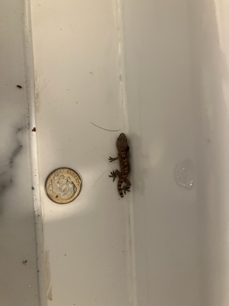 Mediterranean House Gecko from Elizabeth, Charlotte, NC, USA on October ...