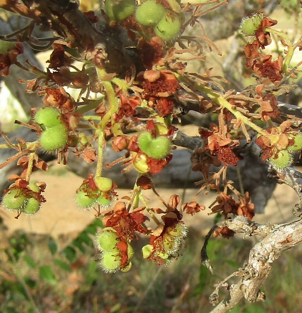 Sandpaper tree from Poty, Paulista - PE, Brazil on October 25, 2024 at ...