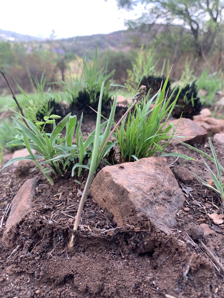 Ledebouria from Wonderboom Nature Reserve, Pretoria, Gauteng, ZA on ...