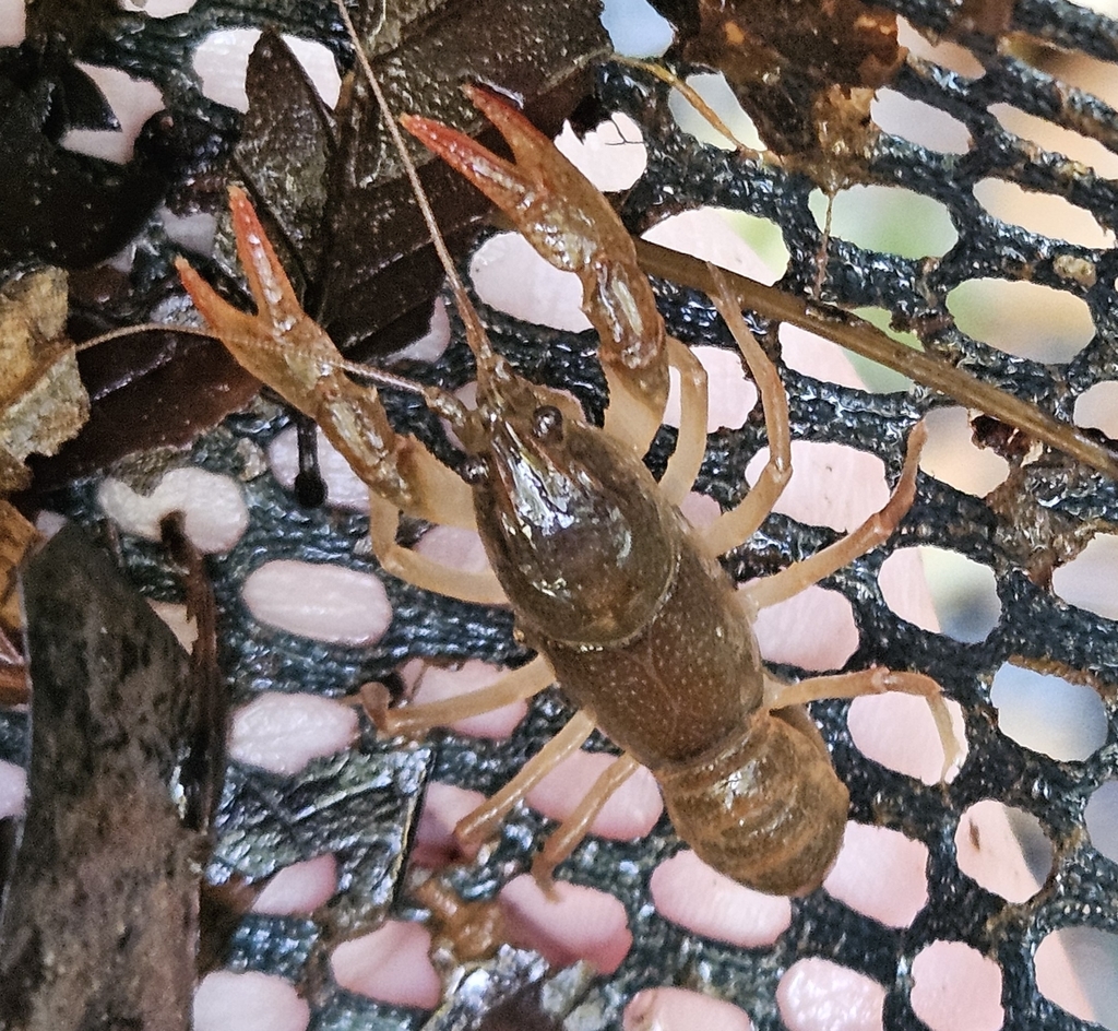 Devil Crayfish from Crownsville, MD, USA on October 27, 2024 at 11:22 ...
