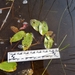 Spotted Pondweed (Potamogeton pulcher) · iNaturalist