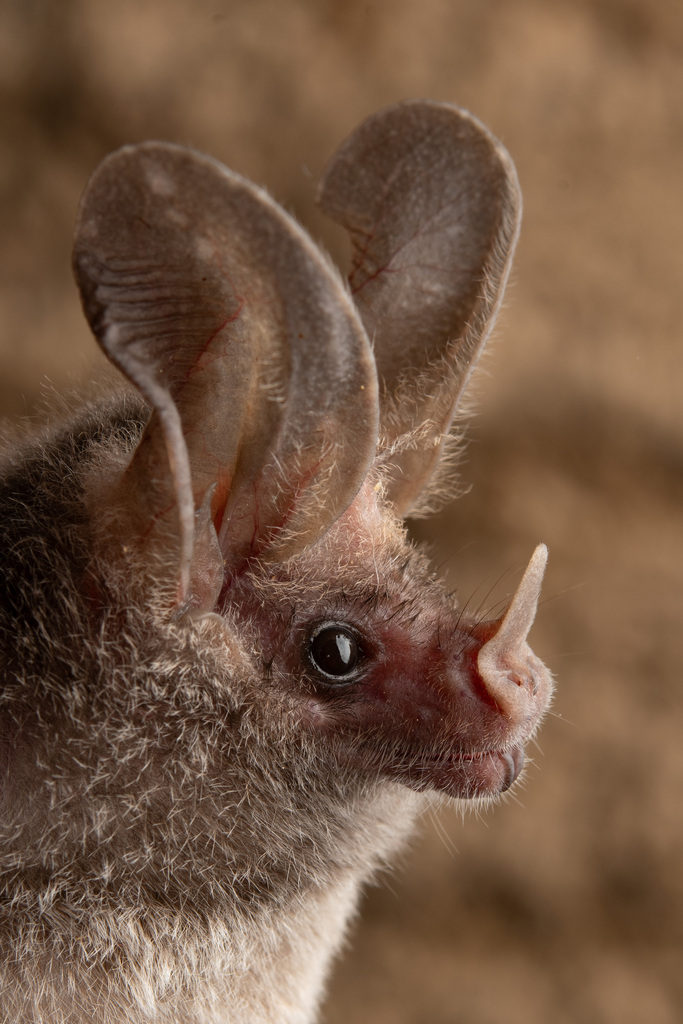 Waterhouse's Leaf-nosed Bat in October 2024 by Jose G. Martinez-Fonseca ...