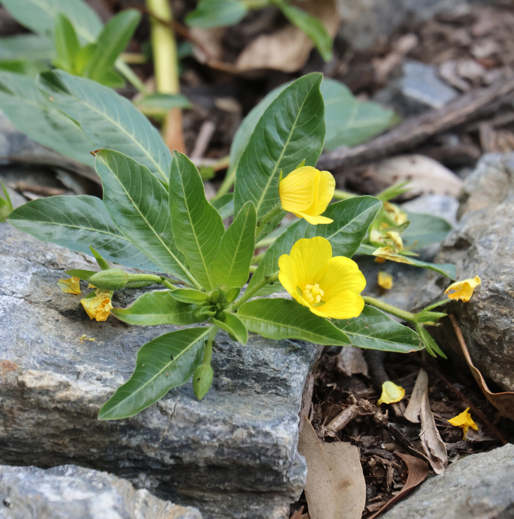floating primrose-willow from Sandy Camp Road Wetlands Reserve, Sandy ...