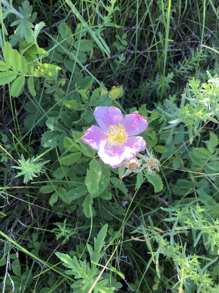 prairie rose from 56536, Felton, MN, US on July 10, 2019 at 06:35 PM by ...