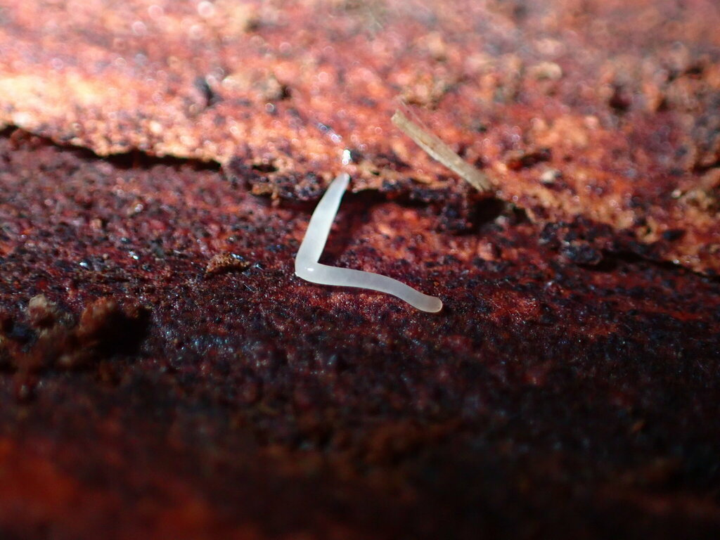 Potworms from Arcata, CA, USA on October 27, 2024 at 12:54 PM by C ...