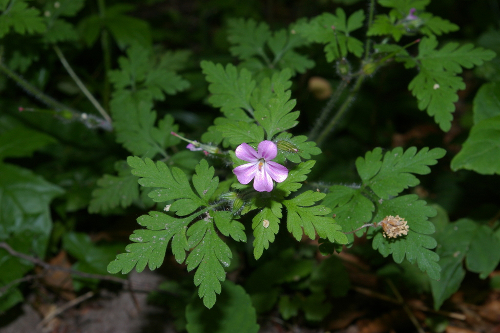 Herb Robert from Oswego County, NY, USA on May 30, 2010 at 07:53 PM by ...
