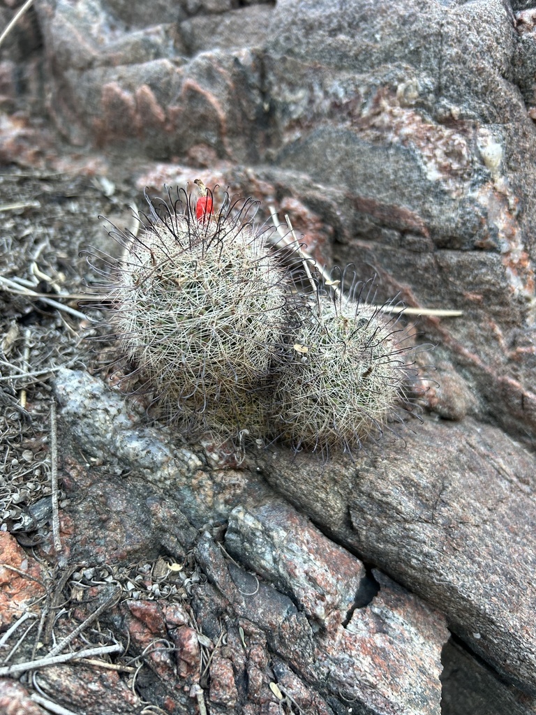 Graham's nipple cactus from Grand Canyon National Park, Grand Canyon ...