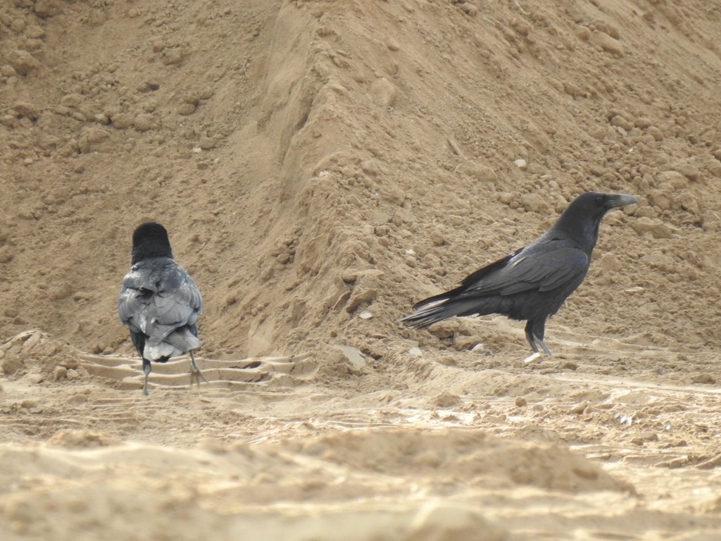 Common Raven from Camino a la Laguna Hanson, Tecate, B.C., MX on ...