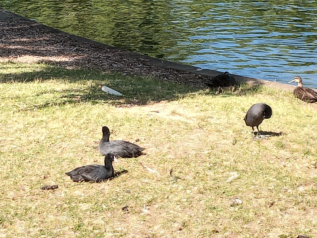 Australasian Coot from Stawell VIC 3380, Australia on October 28, 2024 ...