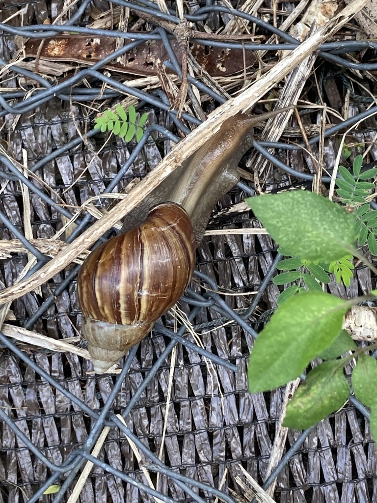 African Giant Snail from Tomigusuku, Okinawa 901-0241, Japan on October ...