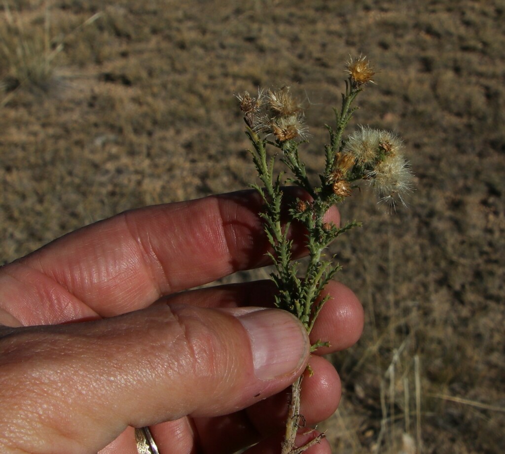 Xanthisma spinulosum spinulosum from Huerfano County, CO, USA on ...