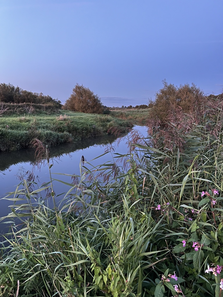 common reed from River Ouse, Lewes, England, GB on September 13, 2024 ...