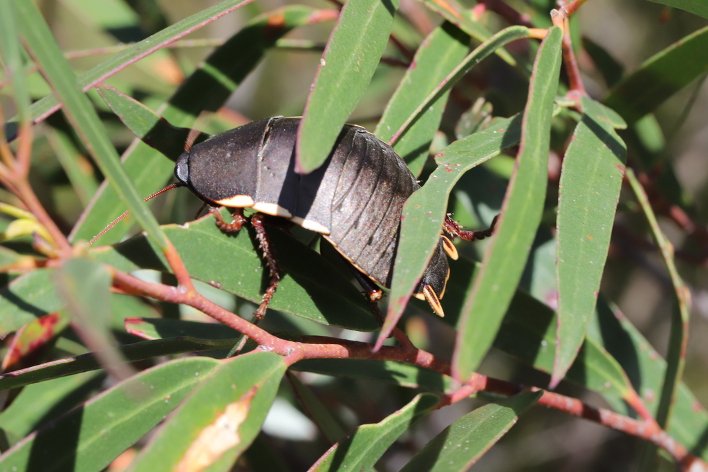 Botany Bay Cockroach from Kings Tableland East, Blue Mountains, NSW on ...