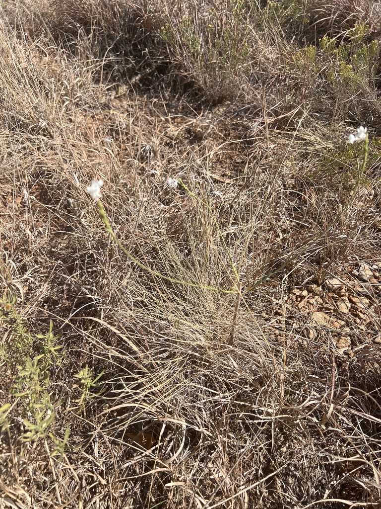 False Gaura from Gloss Mountain State Park, Fairview, OK, US on October ...