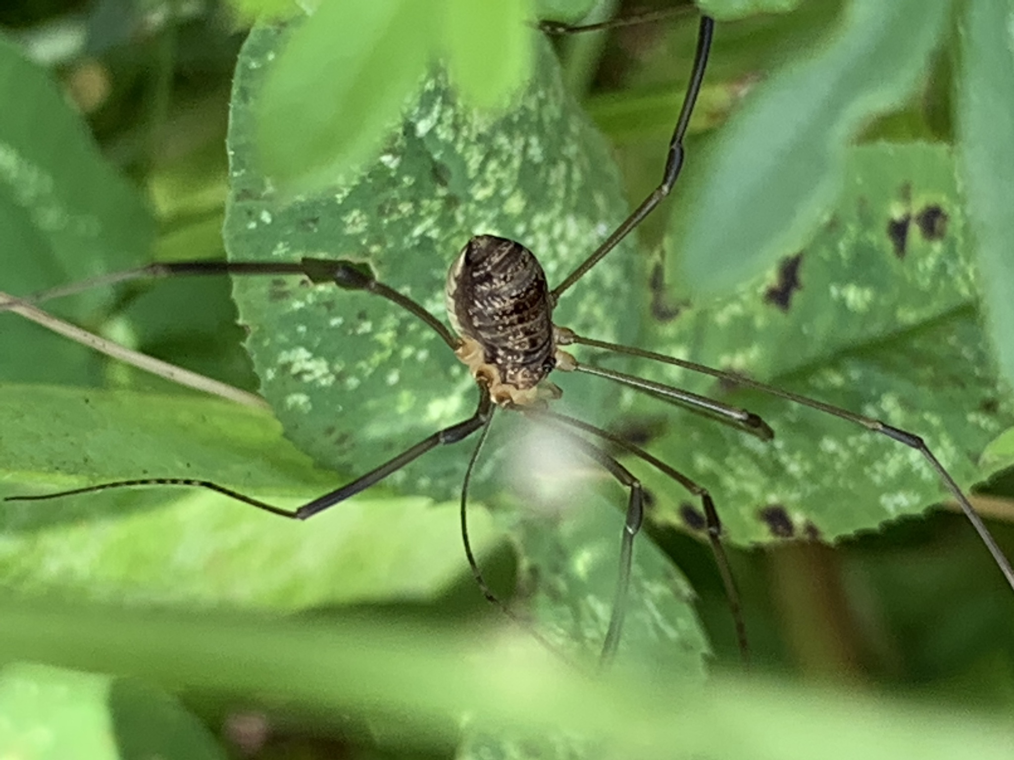 Leiobunum politum Weed, 1889
