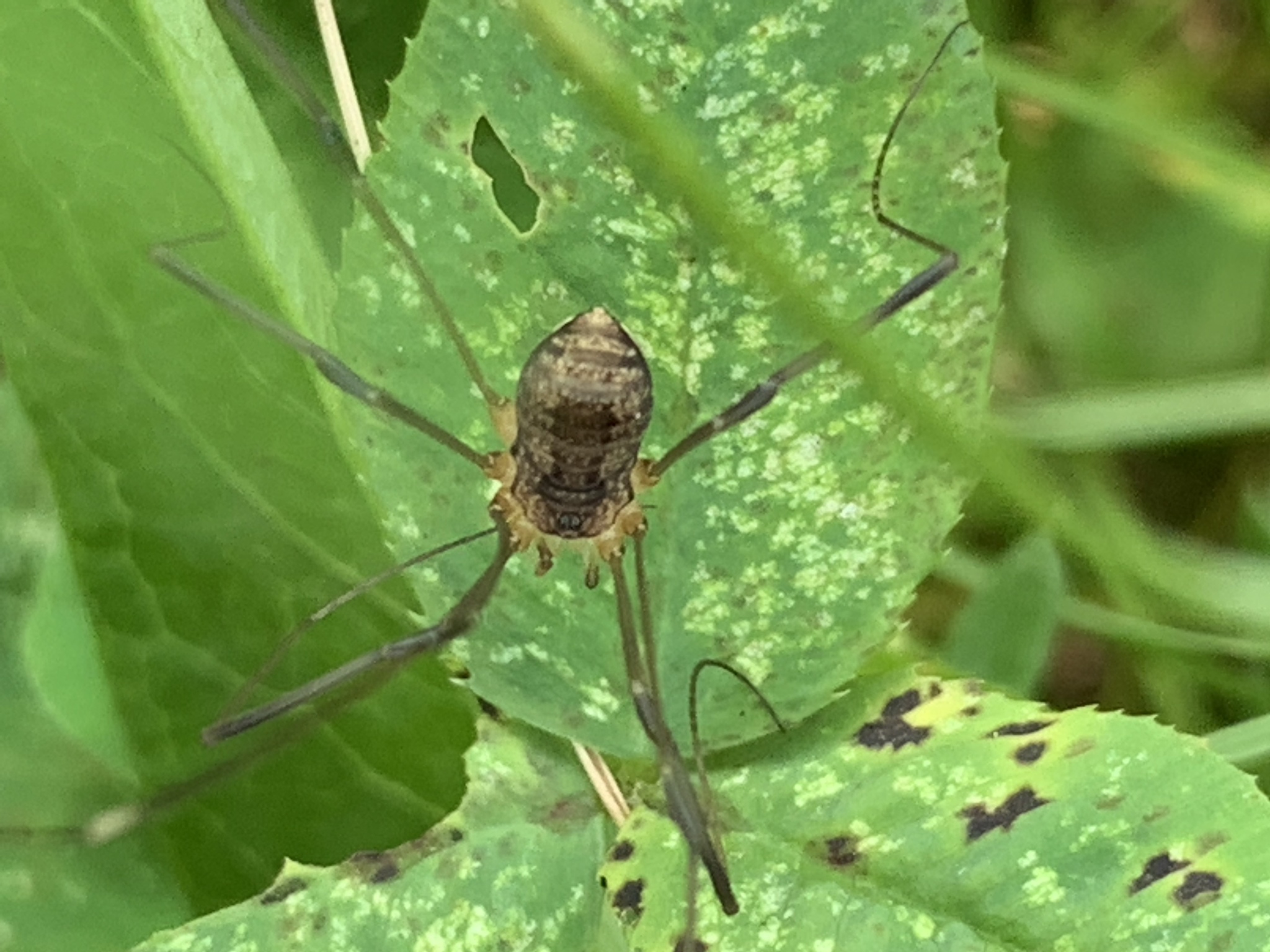 Leiobunum politum Weed, 1889
