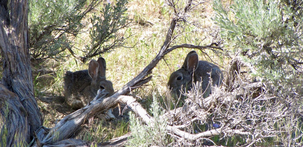 Mountain Cottontail from SE Paulina Suplee Hwy, Paulina, OR, US on June ...