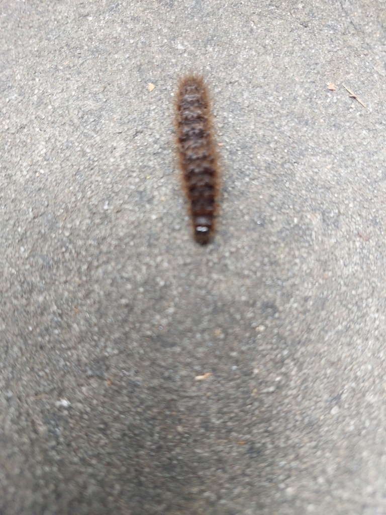 Eyespot Anthelid Moth from Circular Quay, Sydney NSW 2000, Australia on ...