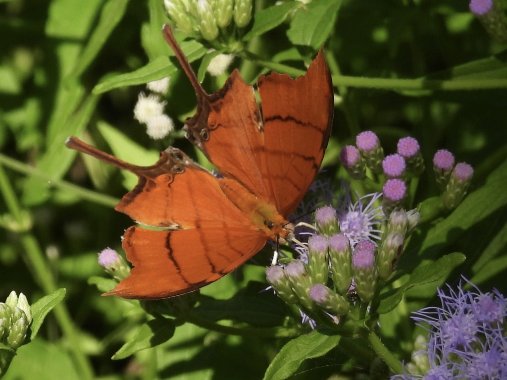 Ruddy Daggerwing from Mission, TX, US on October 27, 2024 at 02:19 PM ...