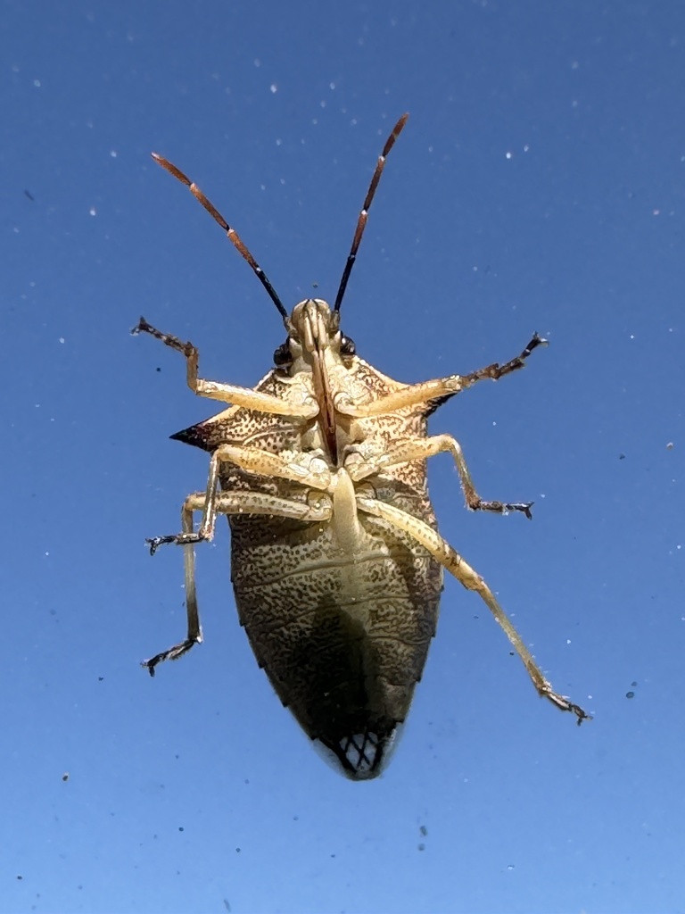 Schellenberg's soldier bug from Whiteman Park, Cullacabardee, WA, AU on ...