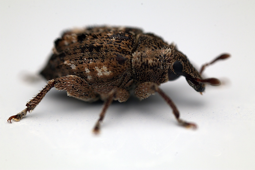 Pit Weevils from Ruawai, New Zealand on October 20, 2024 at 01:27 PM by ...