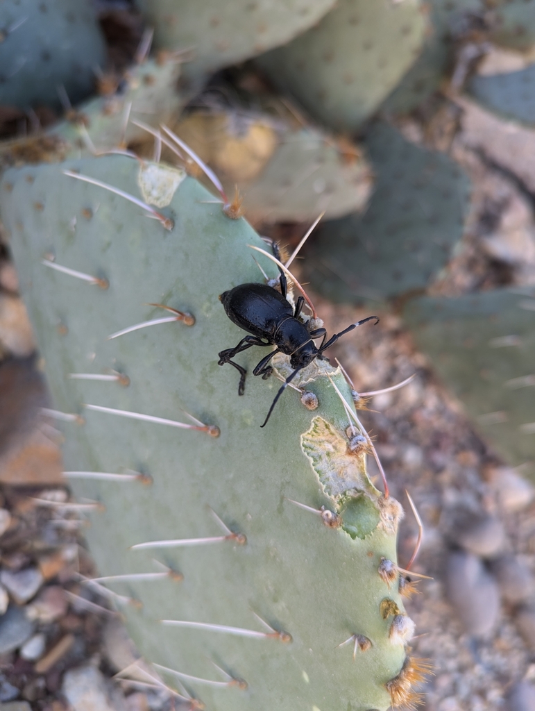 Cactus Longhorn Beetles from Old Spanish Trail, Tucson, AZ, USA on ...