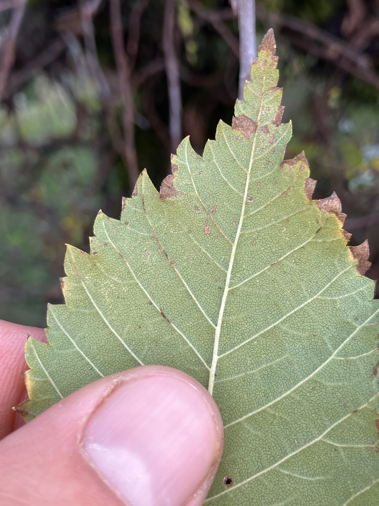 common hazel from SE River Rd, Portland, OR, US on October 27, 2024 at ...