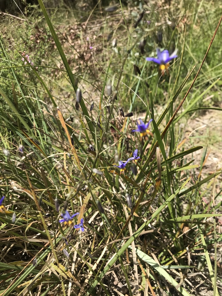 Blueberry Lily in October 2024 by bart1080 · iNaturalist