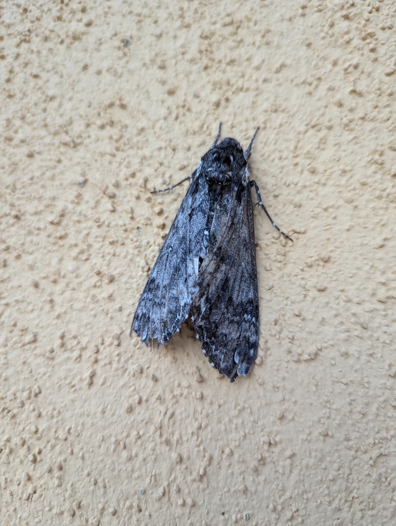 Sphinx Moths from 4th and Cherry South, Tucson, AZ 85719, USA on ...