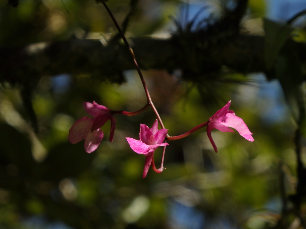 snail orchid (oxapampa orchids) · iNaturalist