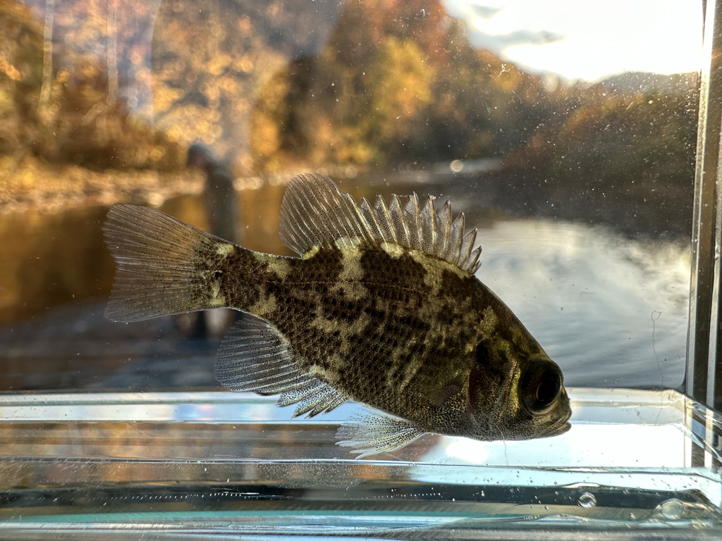 Rock Bass from Parsons, WV, USA on October 26, 2024 at 05:35 PM by ...