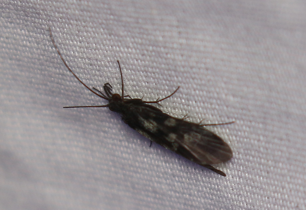 Winged and Once-winged Insects from San Marcos, TX, USA on October 24 ...