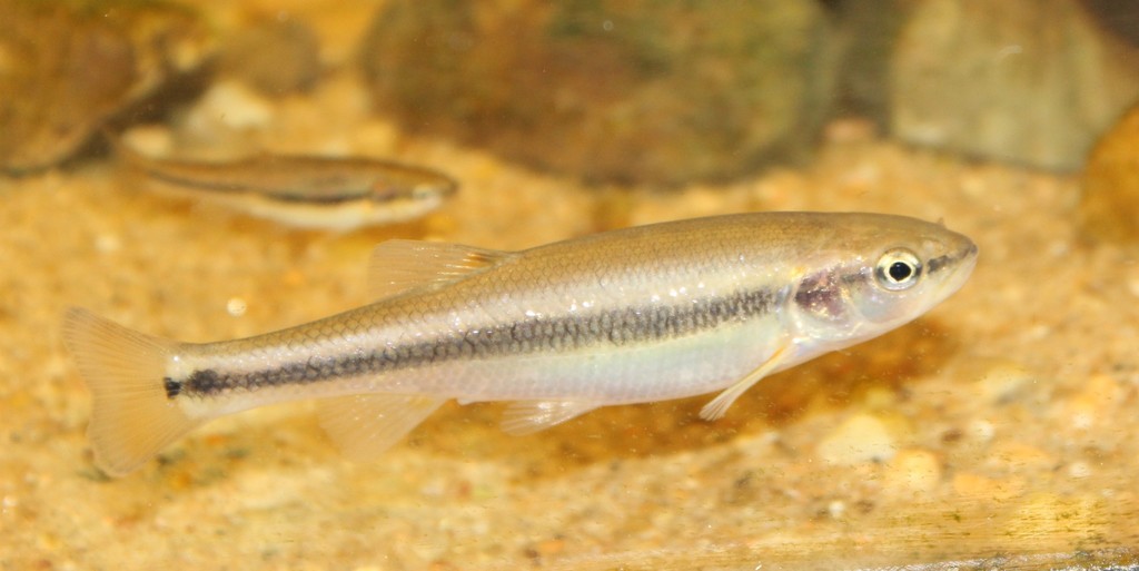 Creek Chub (Fish of Winchendon Massachusetts USA) · iNaturalist