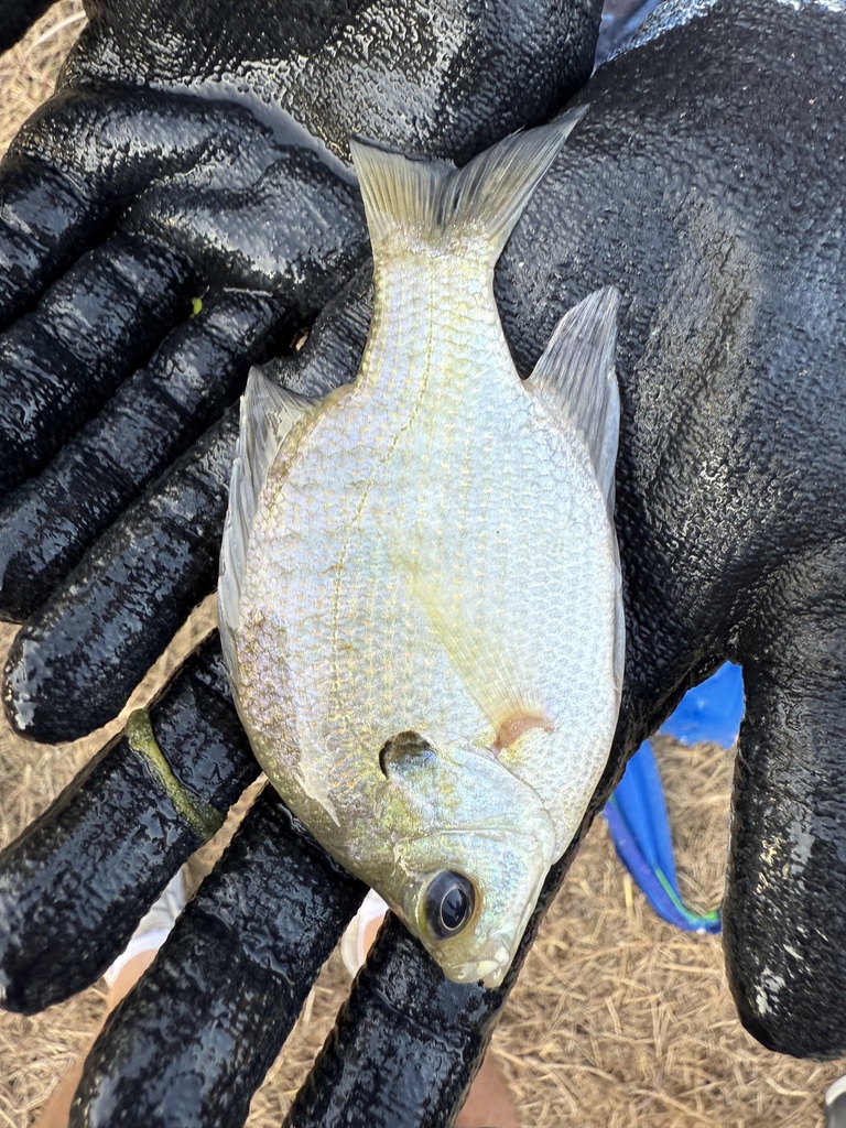 Bluegill from Eldridge, Houston, TX, US on October 27, 2024 at 05:57 PM ...