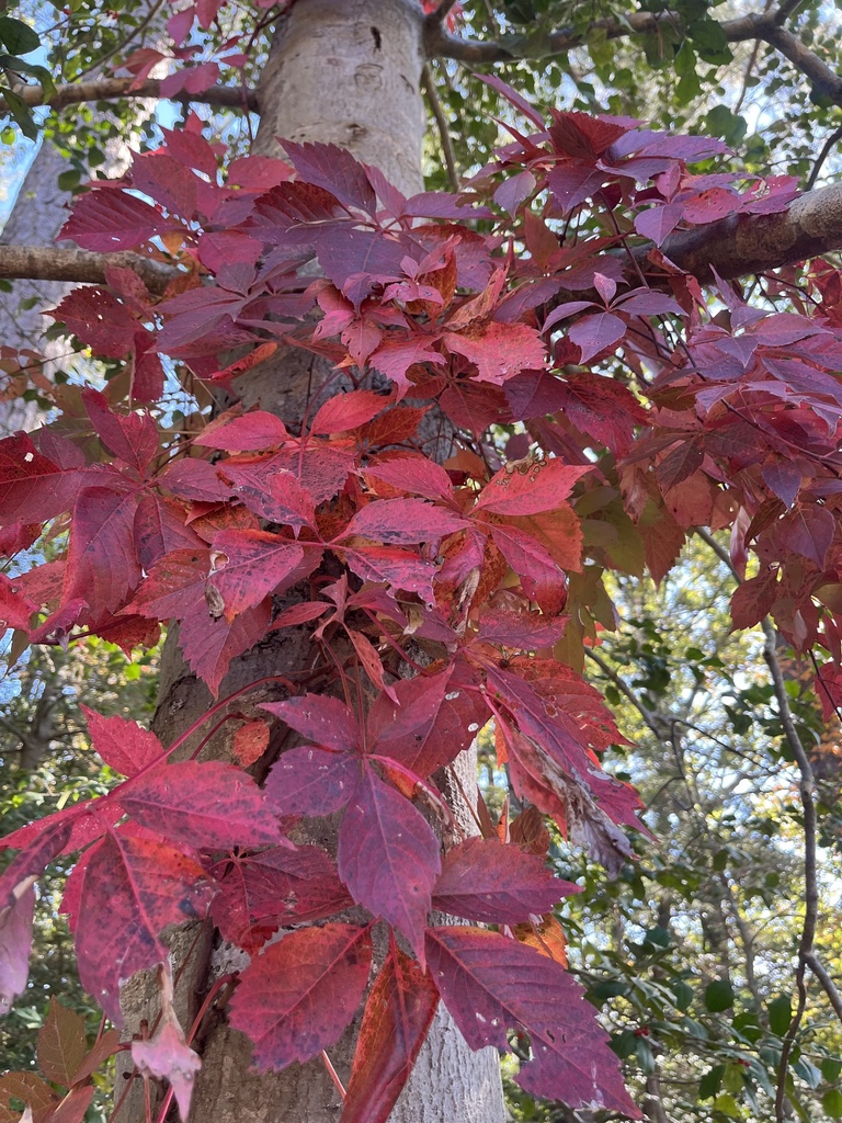 Virginia creeper from Old Rosewell Ln, Gloucester, VA, US on October 27 ...
