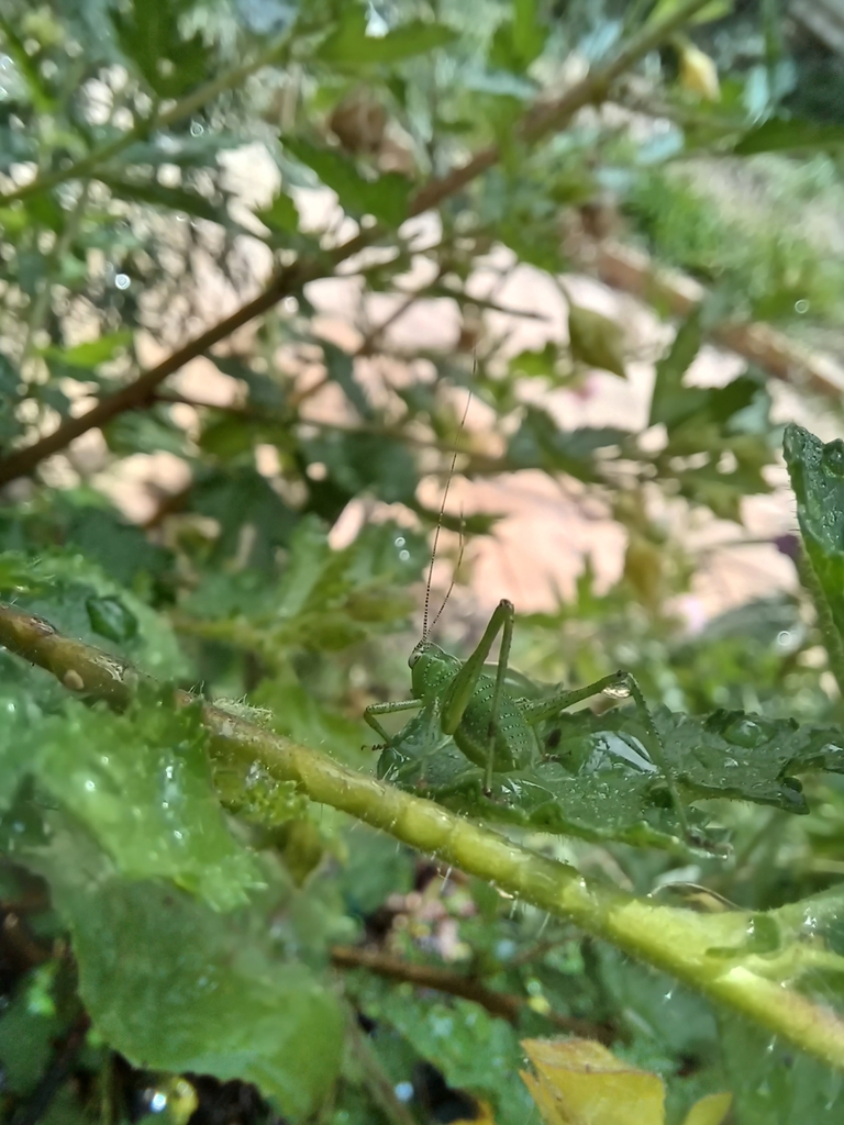 Leaf Katydids from Jackson Av Before Whitfeld Tce, Winthrop WA 6150 ...